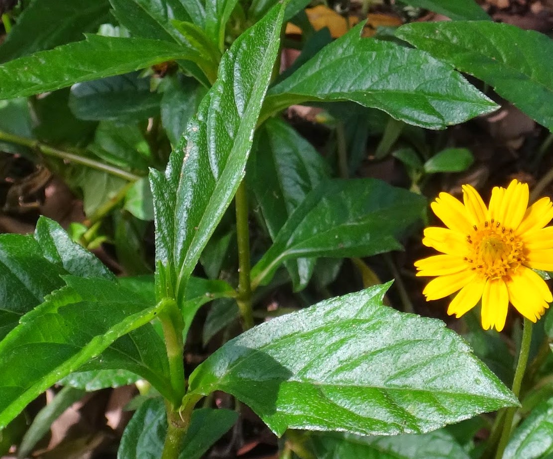 Wedelia :: Ervas medicinais